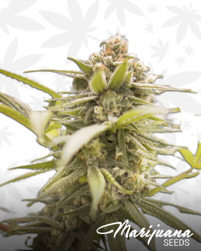 Skin Skunk Strain Information | Marijuana Seeds