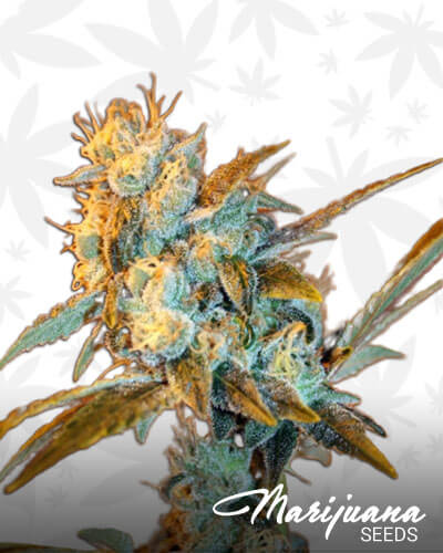Skunk Dawg Marijuana Seeds | Strain Information Skunk Dawg Marijuana Seeds | Strain Information