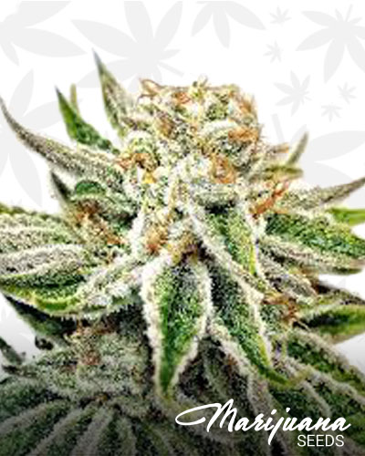 Snow Monster Marijuana Seeds