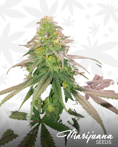 Badazz OG Cheese Marijuana Seeds | Strain Information