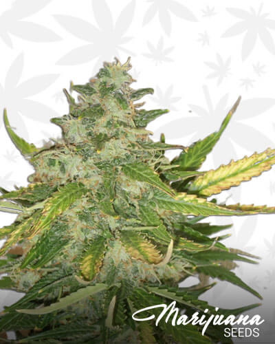 Blue Dwarf Strain | Marijuana Seeds