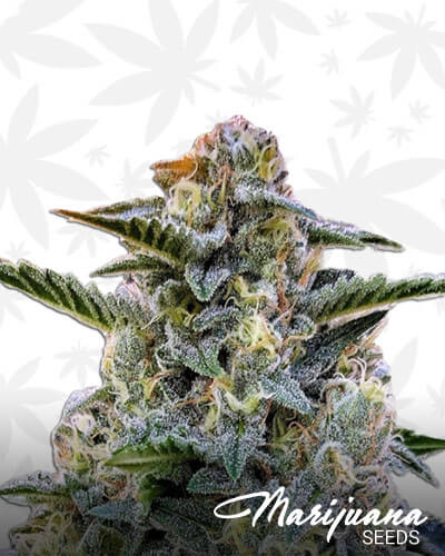 Boss Banner Strain | Marijuana Seeds