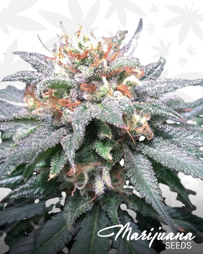 BrrrBerry Marijuana Seeds | Strain Information