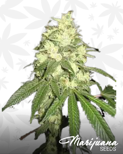 Chem Dawg Marijuana Seeds | Strain Information Chem Dawg Marijuana Seeds | Strain Information