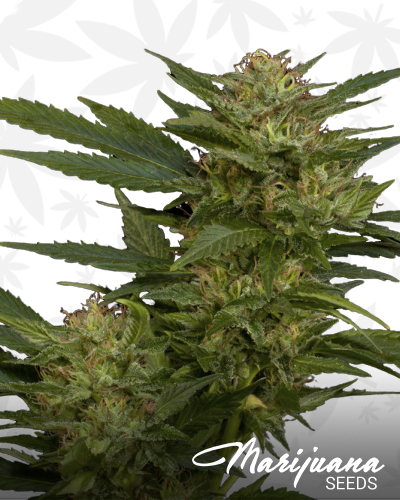 Chemdawg Special Reserve Marijuana Seeds | Strain Information Chemdawg Special Reserve Marijuana Seeds | Strain Information