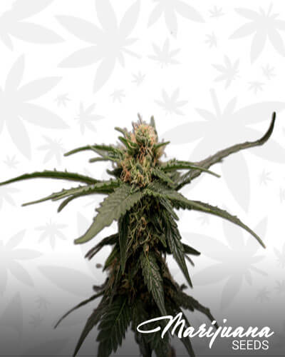 Chocolate Banana Chips Marijuana Seeds