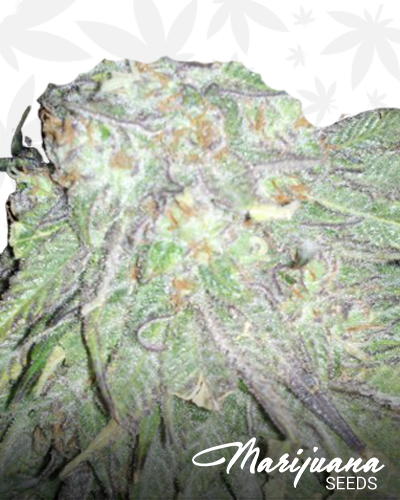 Galactic Smurf Marijuana Seeds | Strain Information