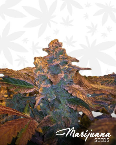 Dance of the Earth Marijuana Seeds | Strain Information