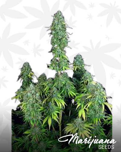 Dawg Star Marijuana Seeds | Strain Information Dawg Star Marijuana Seeds | Strain Information
