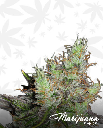 Divided Sky Marijuana Seeds | Strain Information