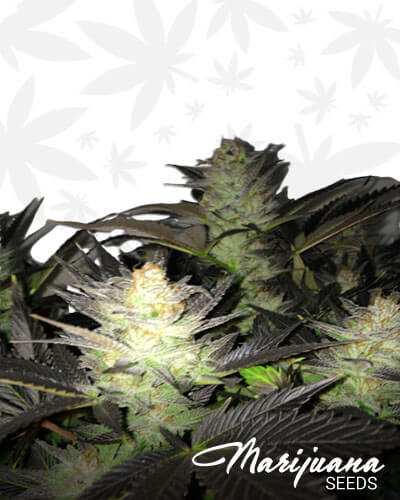 Erdbeer x Sweet Pink Grapefruit Marijuana Seeds | Strain Information