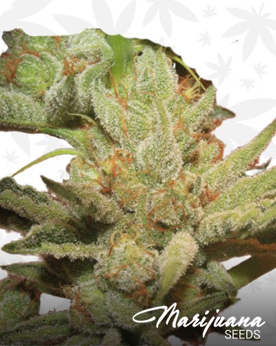 Fire OG BX Marijuana Seeds