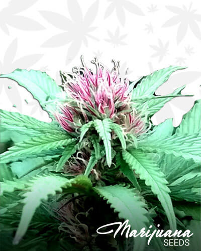 Fruity Pebbles OG Marijuana Seeds | Strain Information Fruity Pebbles OG Marijuana Seeds | Strain Information