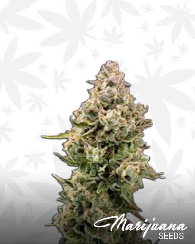 Fuzzy Melon Marijuana Seeds