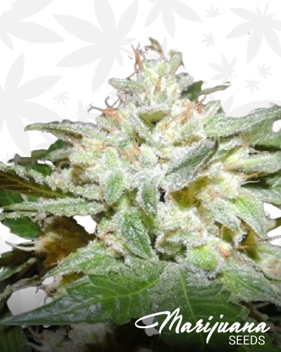 Ghost Rider Marijuana Seeds | Strain Information