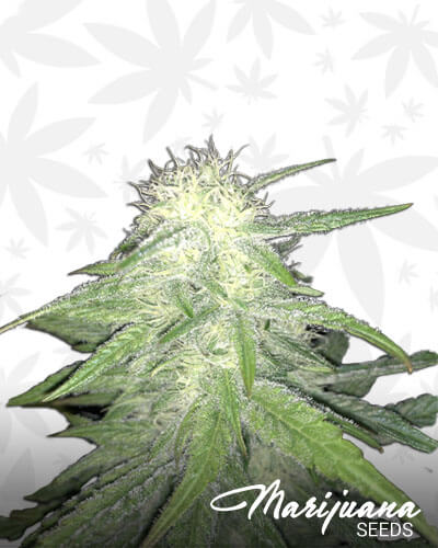 Gorrila Glue #4 x Cheese (Aka: Gorilla Cheese) Marijuana Seeds | Strain ... Gorrila Glue #4 x Cheese (Aka: Gorilla Cheese) Marijuana Seeds | Strain ...