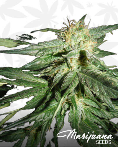 Grape Romulan Marijuana Seeds