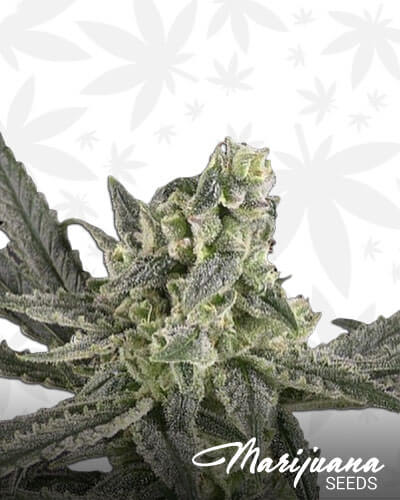 Hash Clouds Marijuana Seeds