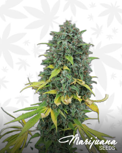 Hulkberry Marijuana Seeds