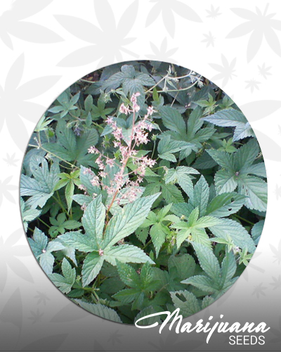 Humulus Japonicus (Aka: H. scandens) Marijuana Seeds