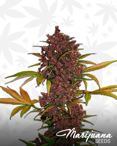 LSD-25 Marijuana Strain Details | MarijuanaSeeds.com