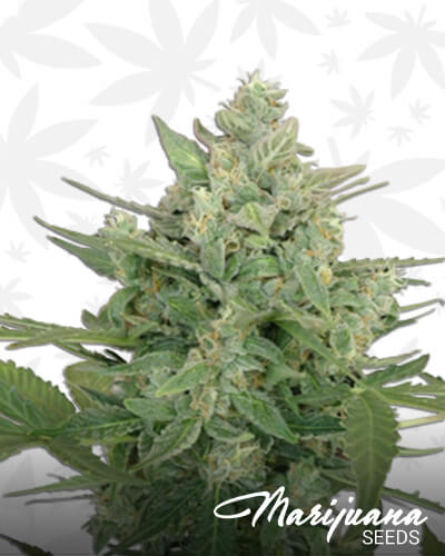 Low Dwarf Marijuana Seeds