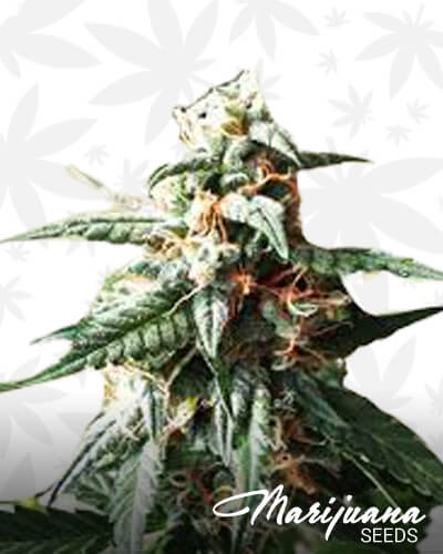 Magic Ice Marijuana Seeds | Strain Information