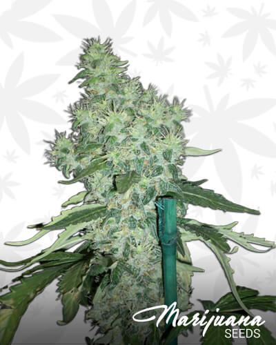 Mental Floss Strain | Marijuana Seeds