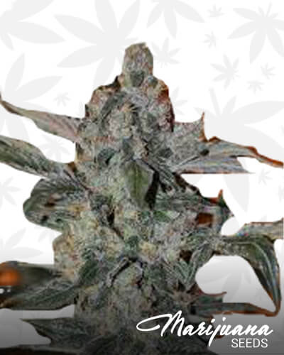 Merlot(Aka: Granddaddy Grape) Marijuana Seeds | Strain Information