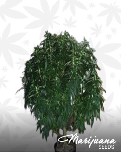 Mother Plant Marijuana Seeds | Strain Information