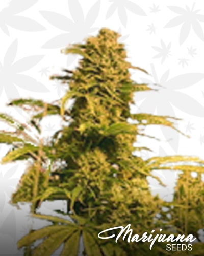 OZone Marijuana Seeds | Strain Information