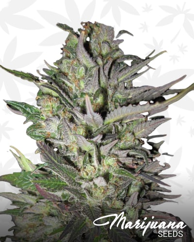 P75(Aka: Princess 75,P.75) Marijuana Seeds | Strain Information