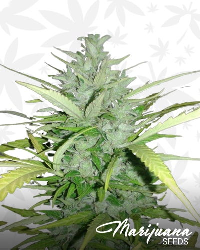 Piensa en OG Kush Auto Marijuana Seeds | Strain Information