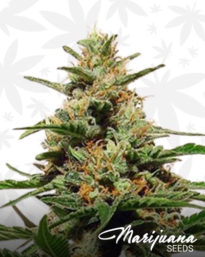 Poco Loco Strain | Marijuana Seeds