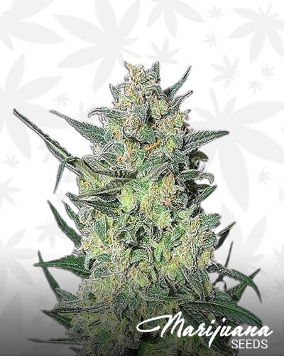 Quebec LSD Marijuana Seeds | Strain Information