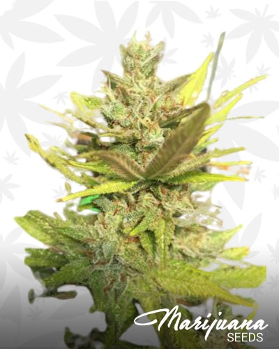 Romulan x Cotton Candy Strain | Marijuana Seeds