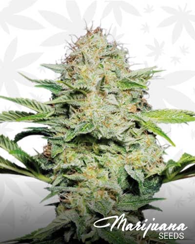 Sensi Skunk Automatic Marijuana Seeds