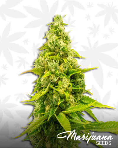 Skunk x NL Marijuana Seeds | Strain Information
