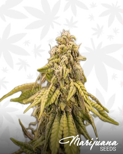 Soulshine Marijuana Seeds | Strain Information