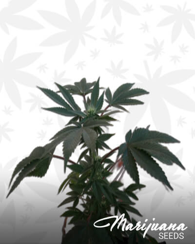 Sour Blue Cheese Strain | Marijuana Seeds