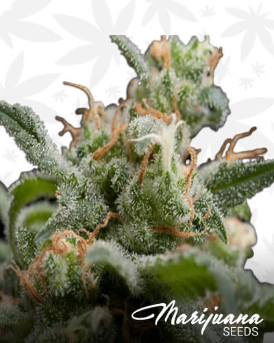 Super Hash Marijuana Seeds | Strain Information