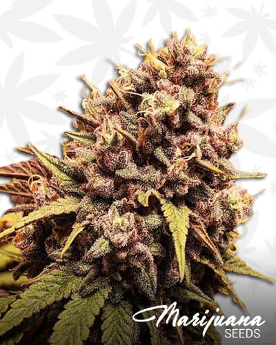 The Gozer OG Marijuana Seeds | Strain Information