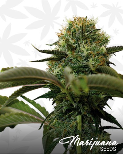 Top Dawg Marijuana Seeds | Strain Information Top Dawg Marijuana Seeds | Strain Information