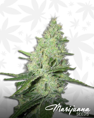 Tsunami Express Strain | Marijuana Seeds