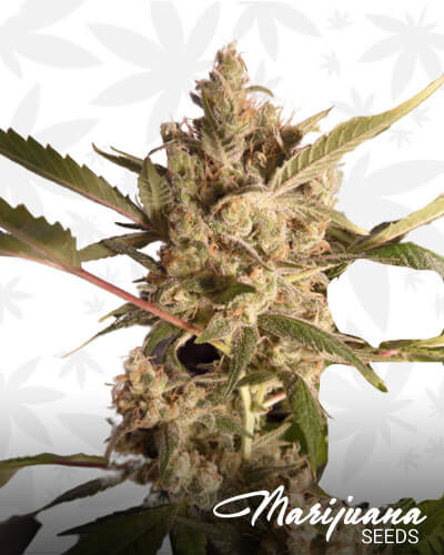 Ultimate Kush Marijuana Seeds | Strain Information