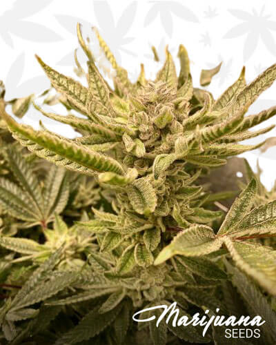 Unbroken Chain Marijuana Seeds | Strain Information