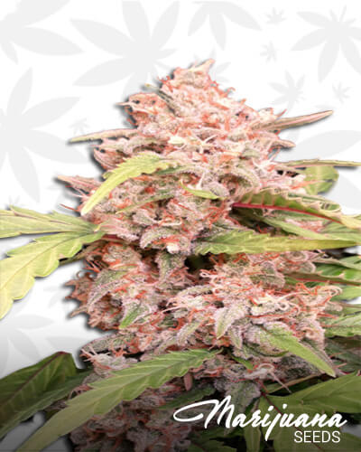 White Critical Express Strain | Marijuana Seeds