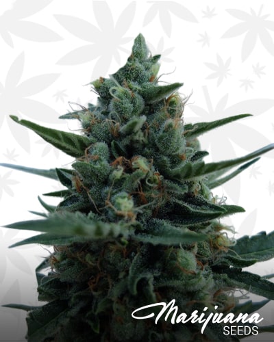 White Rush Auto Marijuana Seeds | Strain Information