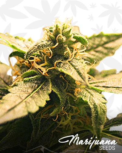 Strains Archive | Page 41 of 1194 | Marijuana Seeds