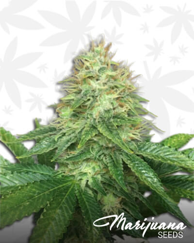 Wonka Chem Marijuana Seeds | Strain Information Wonka Chem Marijuana Seeds | Strain Information